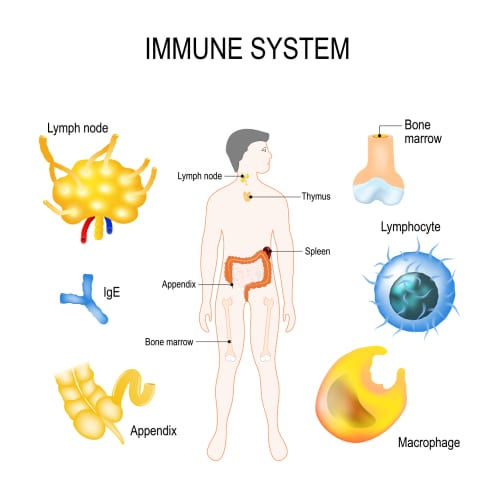 Simple Tips to Keep Your Immune System in Tip-Top Shape