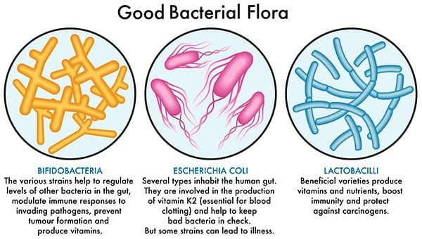 Are you getting your friendly bacteria?