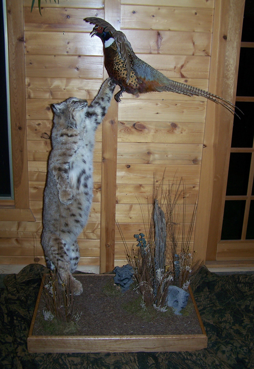 Life Size Taxidermy Mounts | Northernwoods Taxidermy