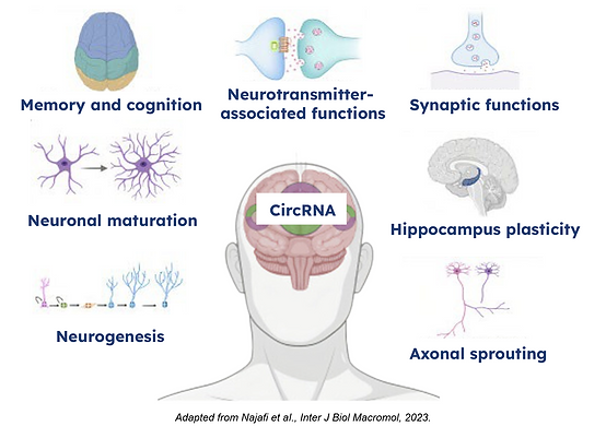 Circular Genomics | Circular RNA