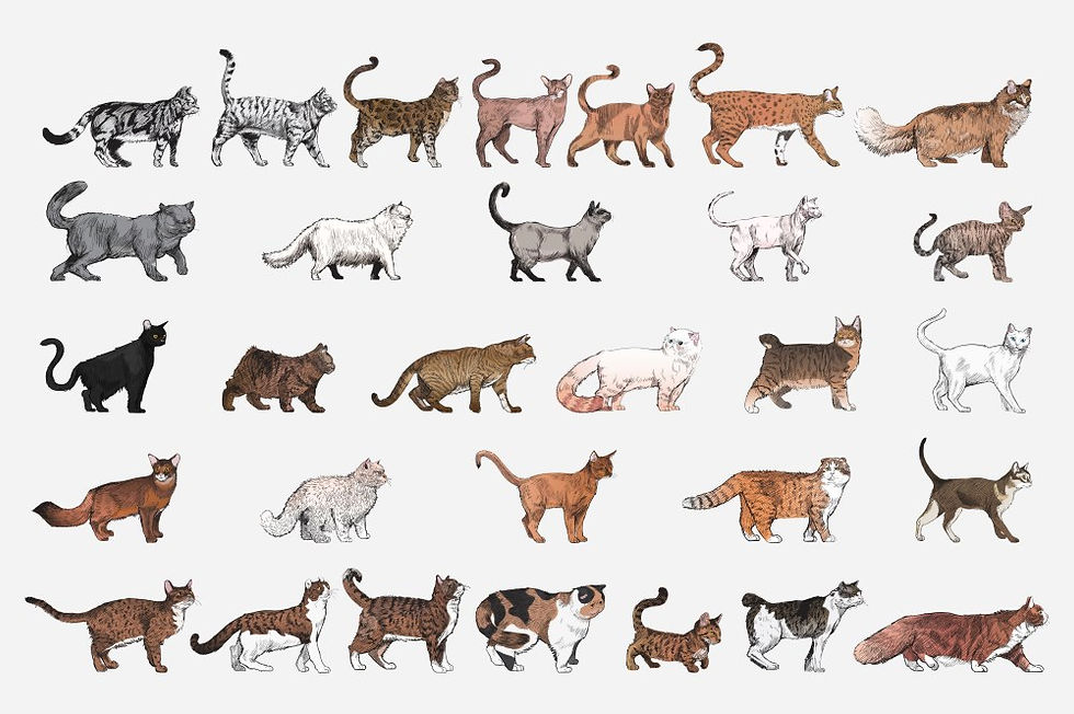 The Pawsome Guide to Cat Breeds: A Cat's Perspective on the Kingdom of Cats