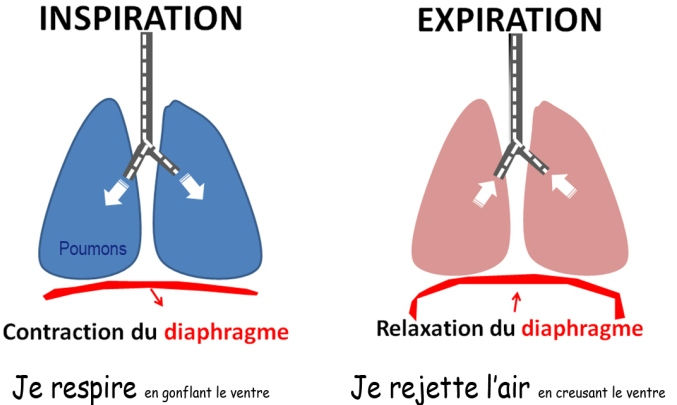Diaphragme, mon ami
