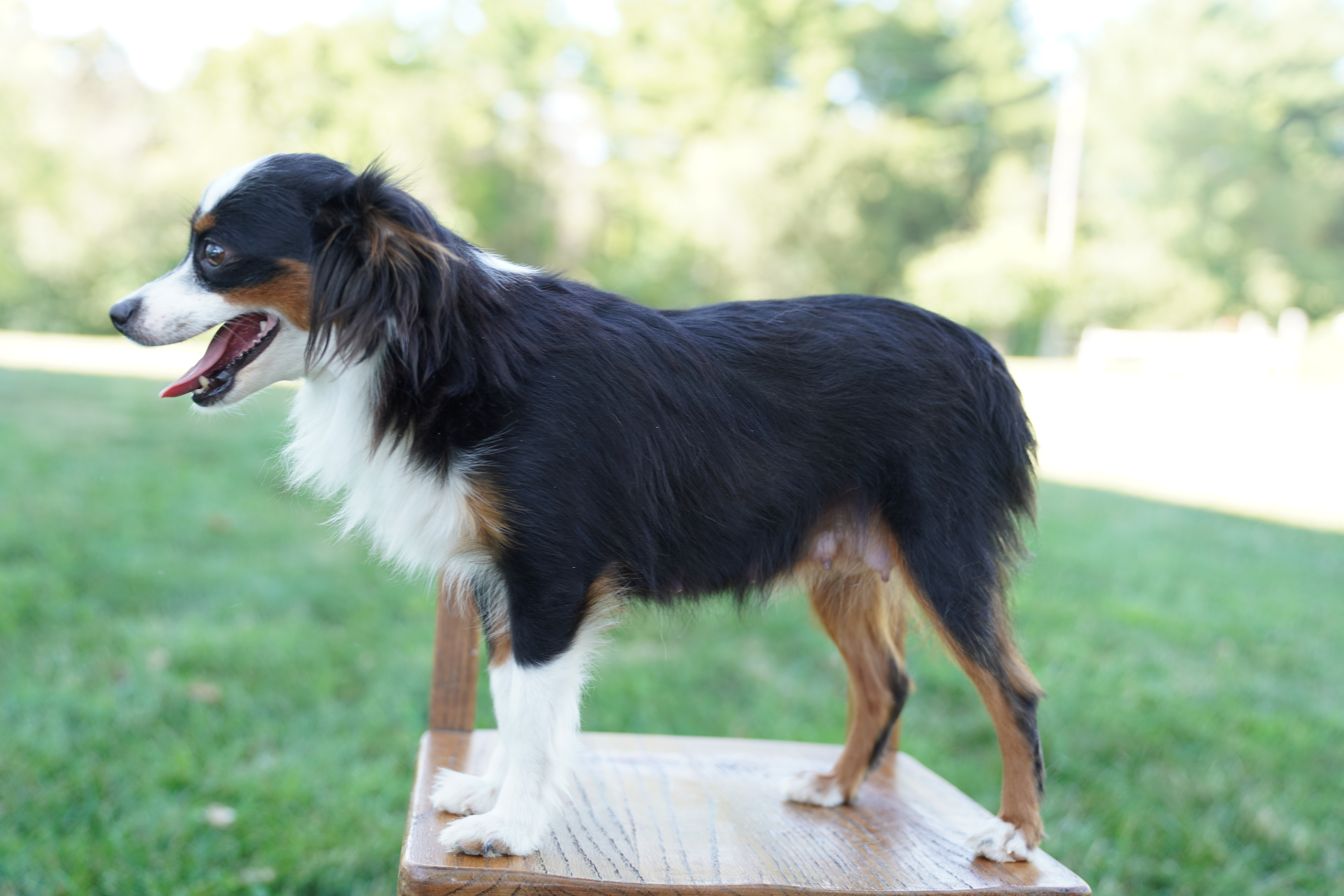 Pembroke Welsh Corgi | United States | Back Road Soul Puppies