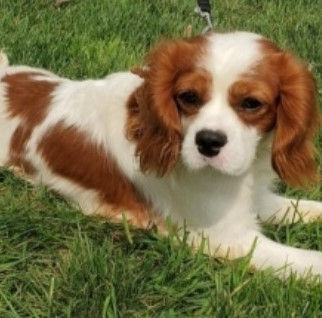 Back Road Soul Puppies | puppies for sale in iowa | Moravia, IA, USA