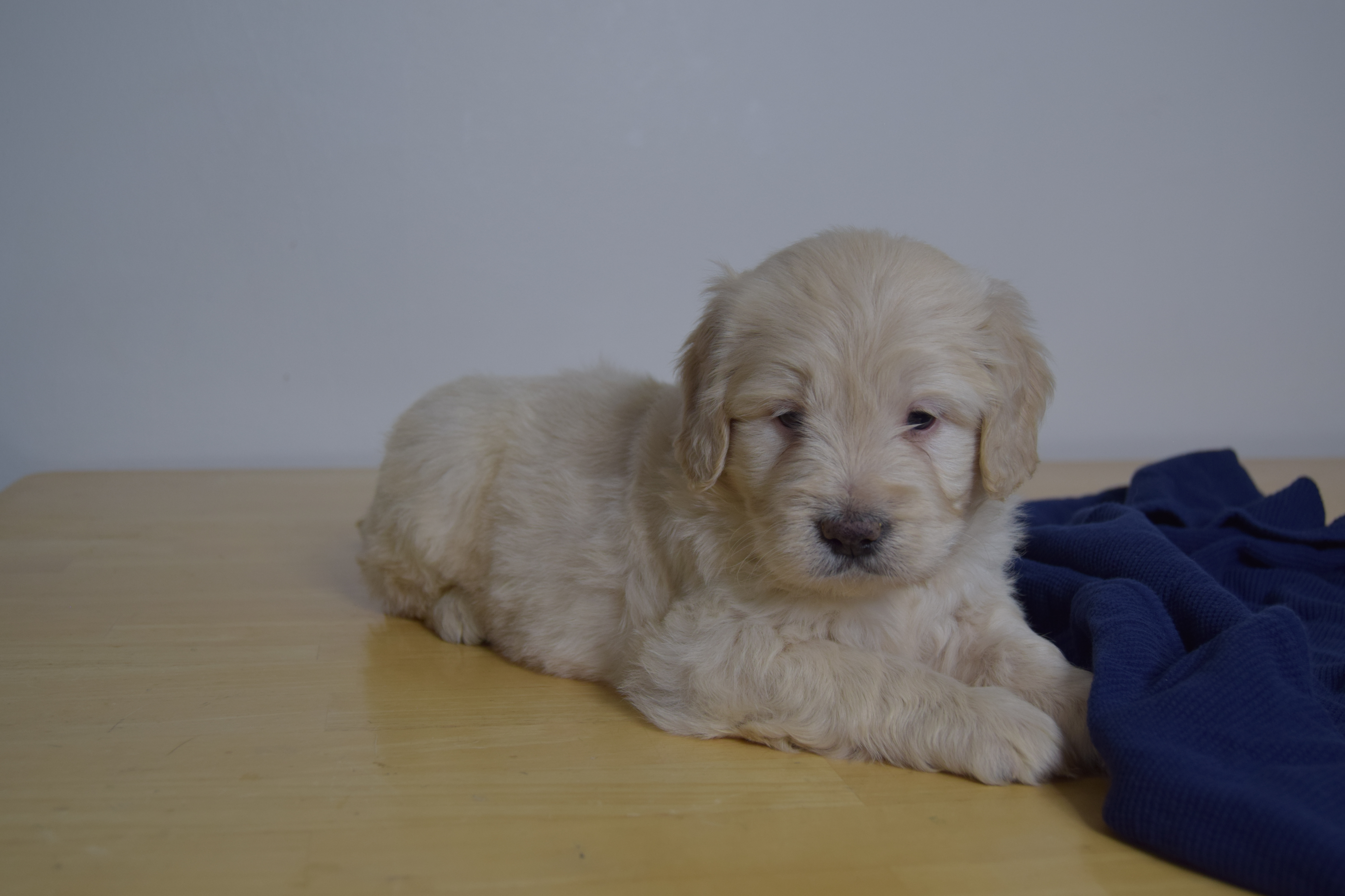 Pembroke Welsh Corgi | United States | Back Road Soul Puppies