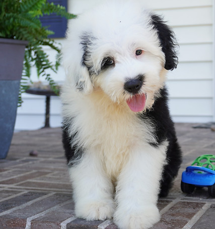 Available Mini Sheepadoodle | BackRoadSoulPuppies.com