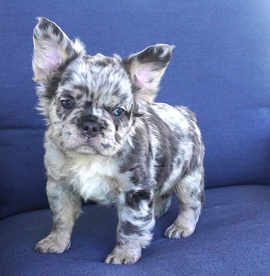 Available Fluffy Frenchies | BackRoadSoulPuppies.com