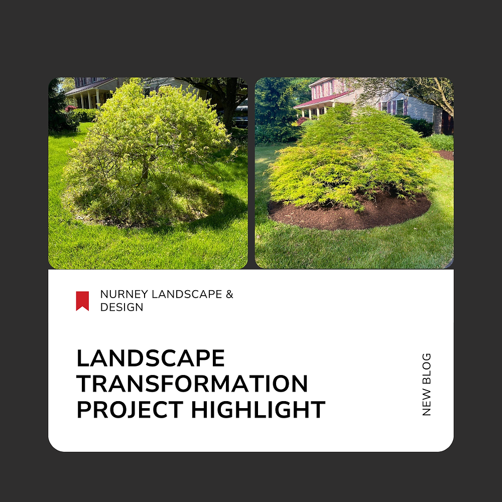 Landscape Transformation Project Highlight