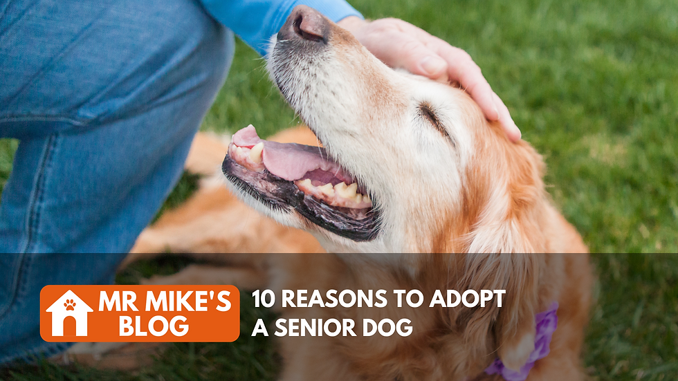 10 Reasons to Adopt a Senior Dog