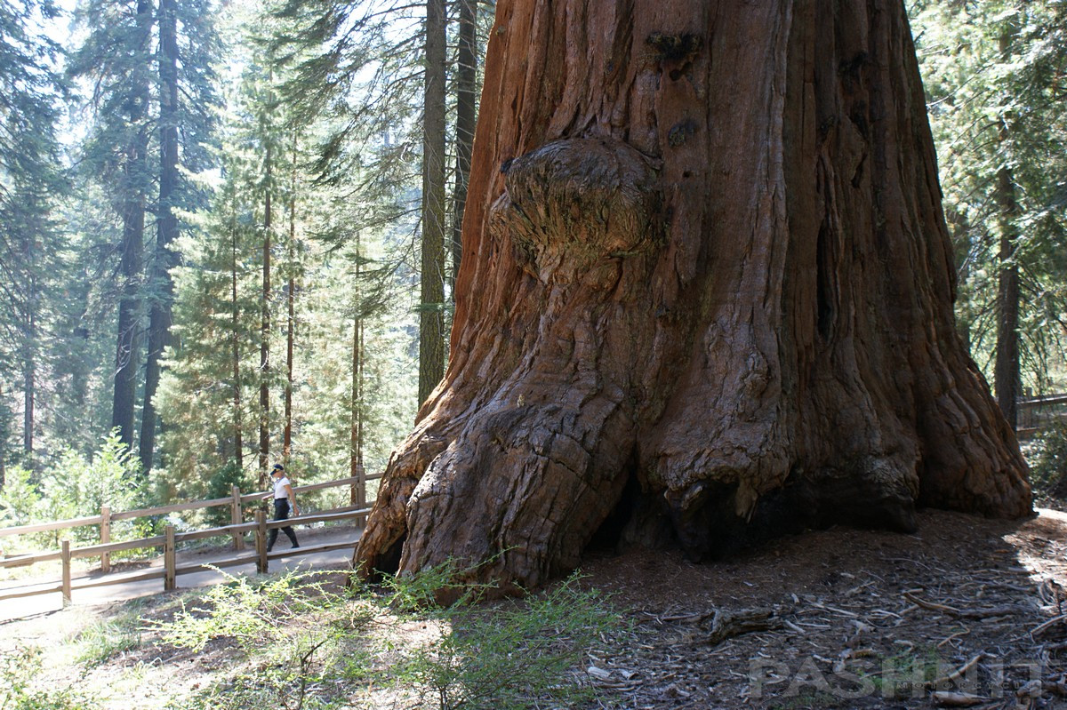 Sequoia | Pashnit Motorcycle Tours