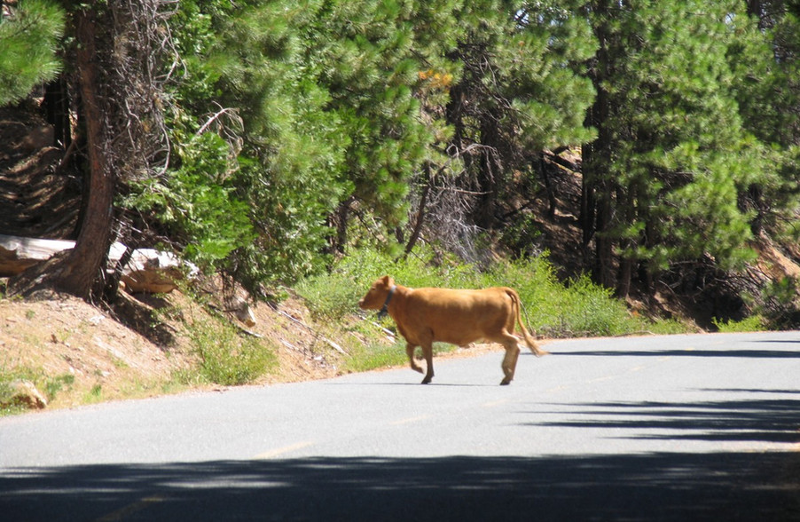 Mosquito Ridge Rd | California Motorcycle Roads | Pashnit.com