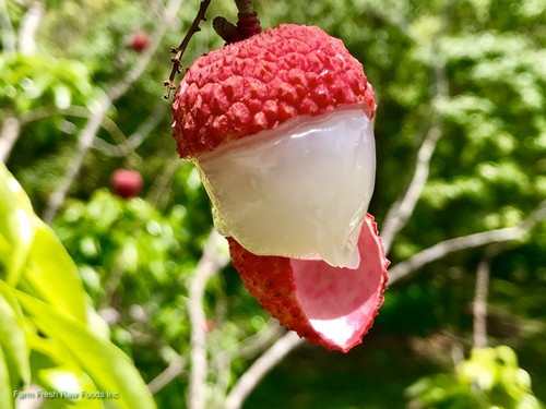 Lychees | Freedom Fruit FL