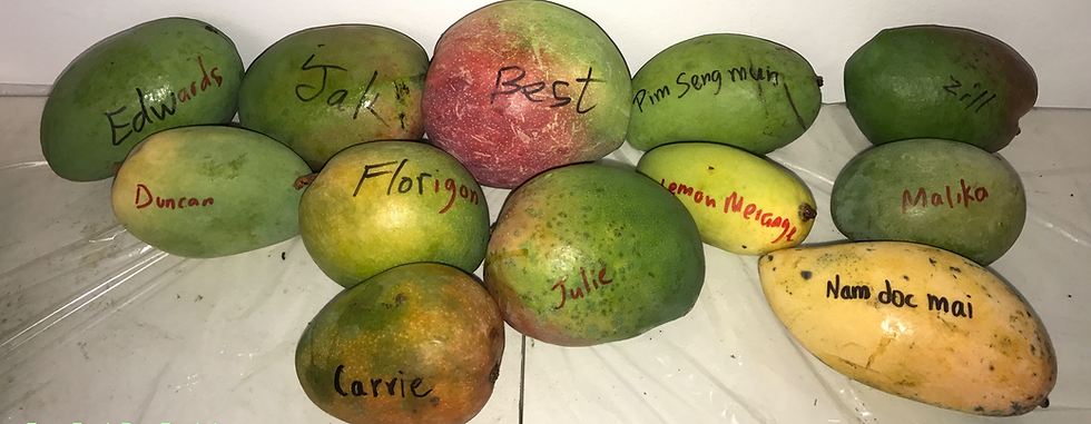 Mango Florida Varieties | Freedom Fruit FL