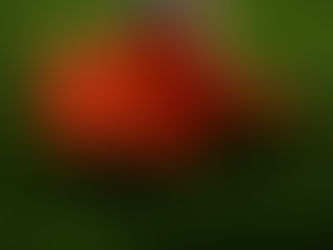 Cienna So | Education for Photographers | Free Courses