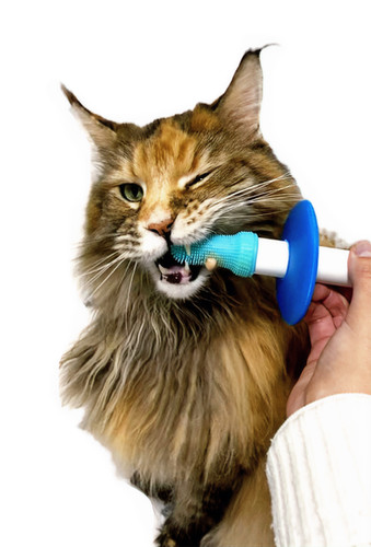 Cat Toothbrush | Dispenses Toothpaste