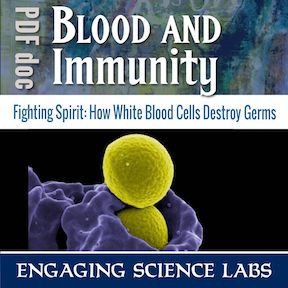 Immune System Simulation: How White Blood Cells Attack | HandsOn ...