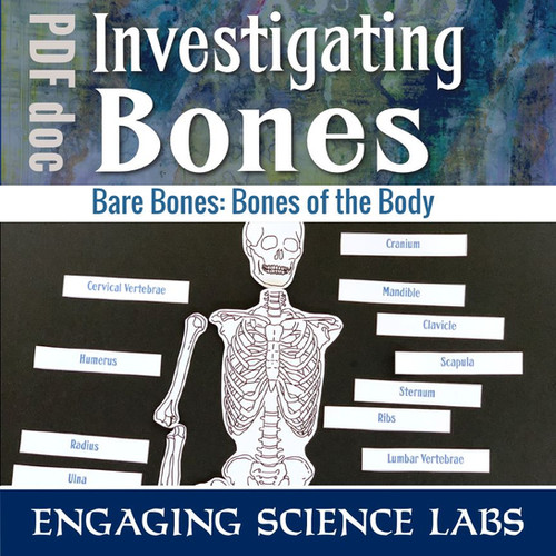 Human Body: Skeletal System Activity, Learn Major Human Bones | HandsOn ...