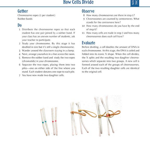 Mitosis and Meiosis Lab Activity—A Cell Division Dance | new ESL site