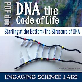 DNA Replication and Structure Activity—A Hands-on Model | HandsOn ...