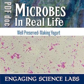 Making and Analyzing Yogurt: Investigating Bacteria Under a Microscope ...