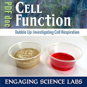 Cellular Respiration Lab for Middle School: A Controlled Experiment ...