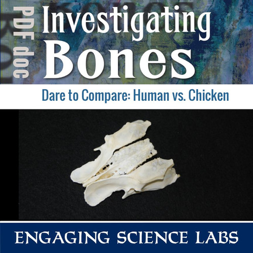 Human Body: Skeletal System Activity: Human Bones Compared to Chicken ...