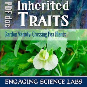 Inherited Traits—Crossing Pea Plants—A coin toss activity | HandsOn ...
