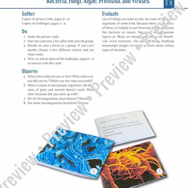 Bacteria, Fungi, Algae, Protozoa and Viruses: A Card Sort Activity ...