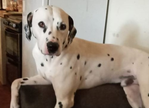 Cooper | DAS Dalmatians