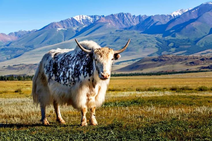 What's All the Yakking About? A Look at Yak Fiber: Part 9 of Let's Talk ...