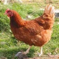 Chickens | brimsfarmandgarden