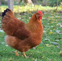 Chickens | brimsfarmandgarden