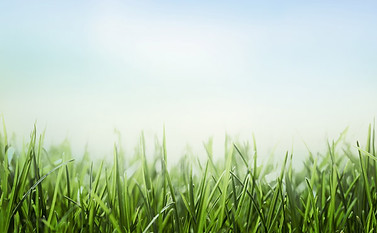 Saatgut | WeiSa Saatenhandel