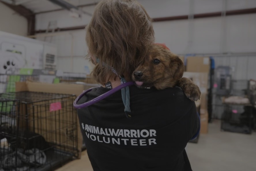 Blog | Animal Balance