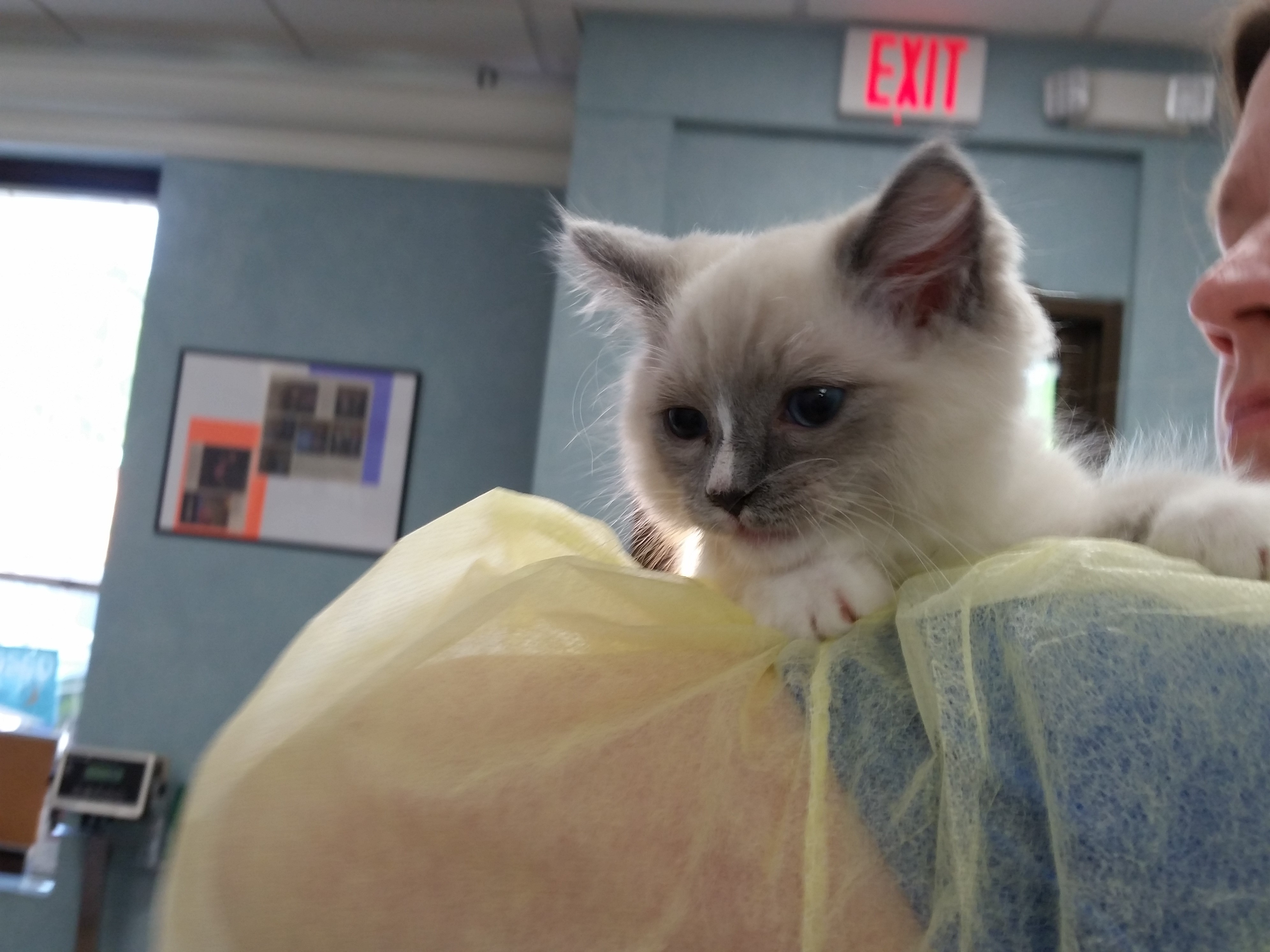 Lakeview Veterinary Clinic, LLC