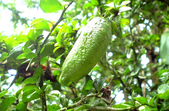 Finger lime | High Valley Dawn