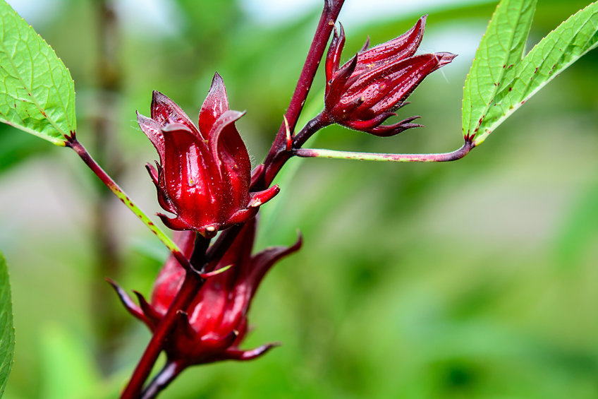 Rosella | High Valley Dawn