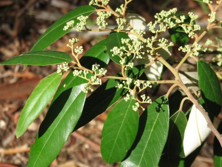 Soap tree | High Valley Dawn