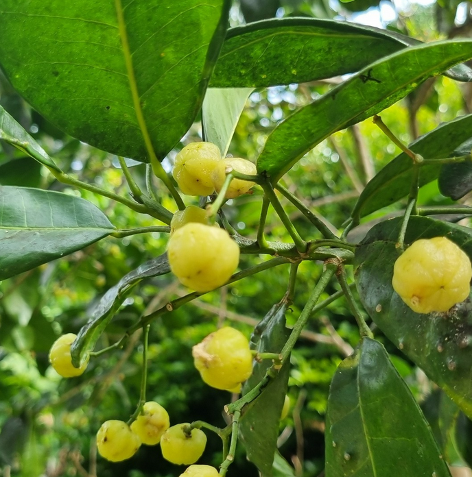 Lemon Aspen | High Valley Dawn