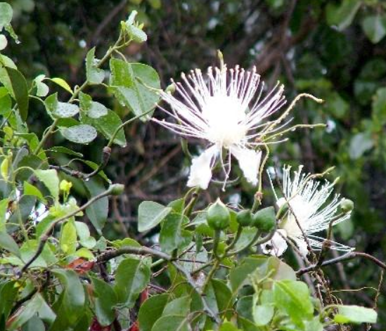 Native pomegranate | High Valley Dawn