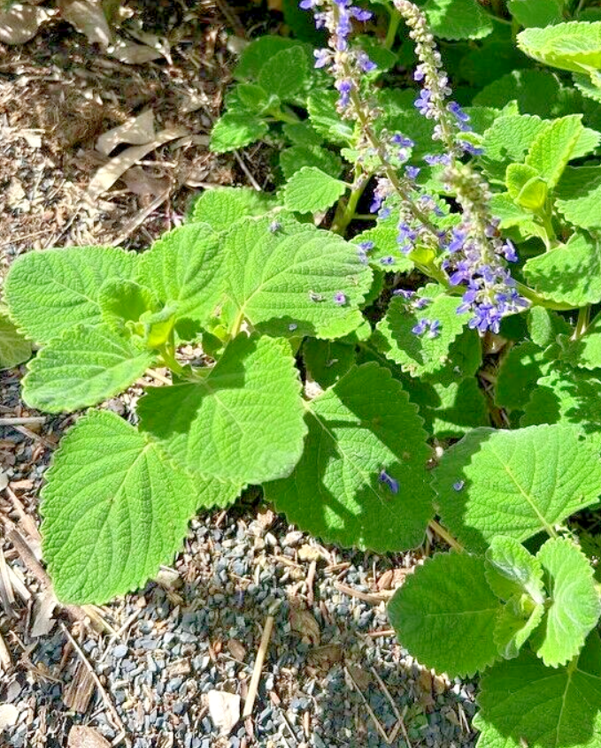 Native Coleus | High Valley Dawn