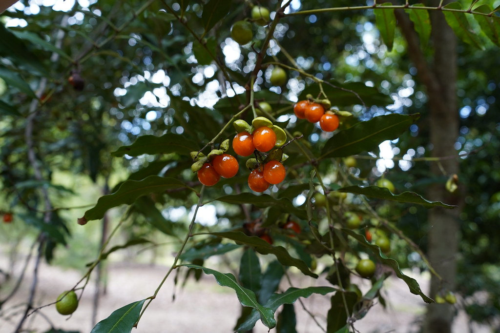 Native Tamarind | High Valley Dawn