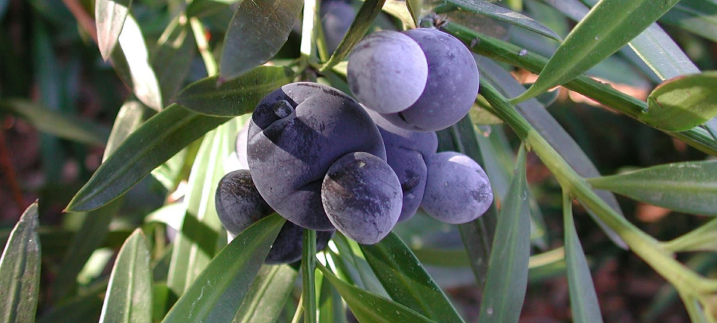 Illawara Plum | High Valley Dawn