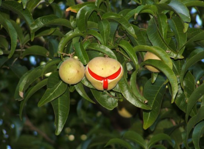 Small-leaved Tamarind | High Valley Dawn