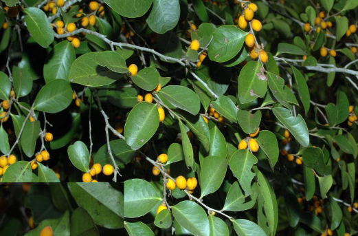 Scaly Ebony | High Valley Dawn