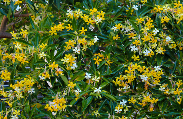 Native Frangipani | High Valley Dawn