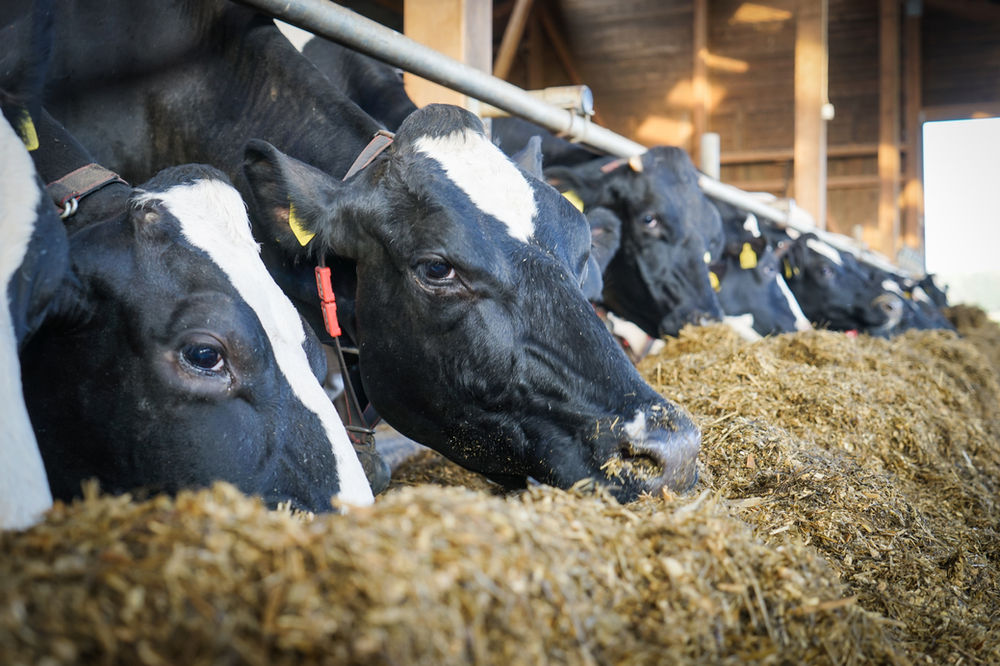 Nutritional Value of Grains for Livestock | Roller Mill Benefits