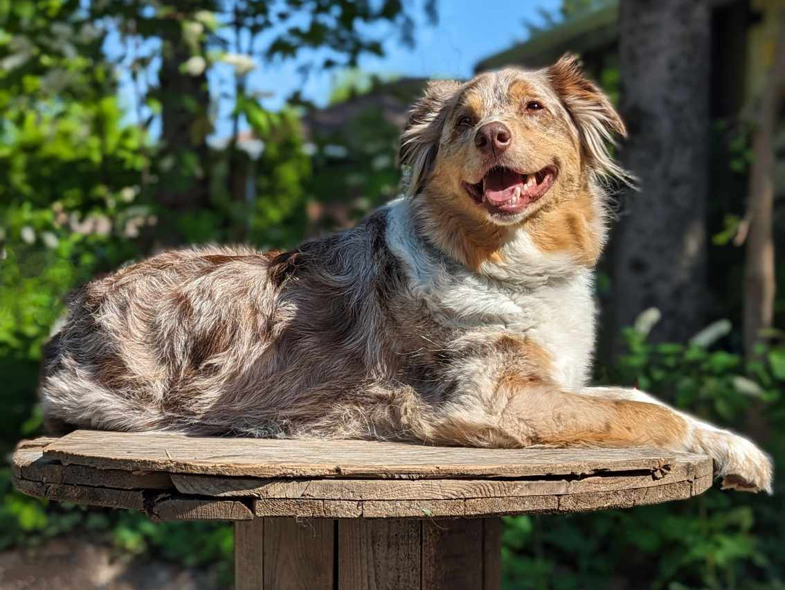 Services | Real Life Canines