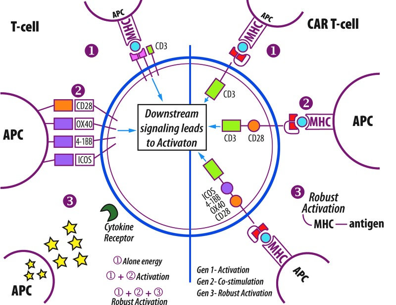 CAR T-Cell Therapy: Progress and Prospects