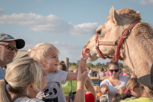 CAMEL RENTAL | B3 Entertainment